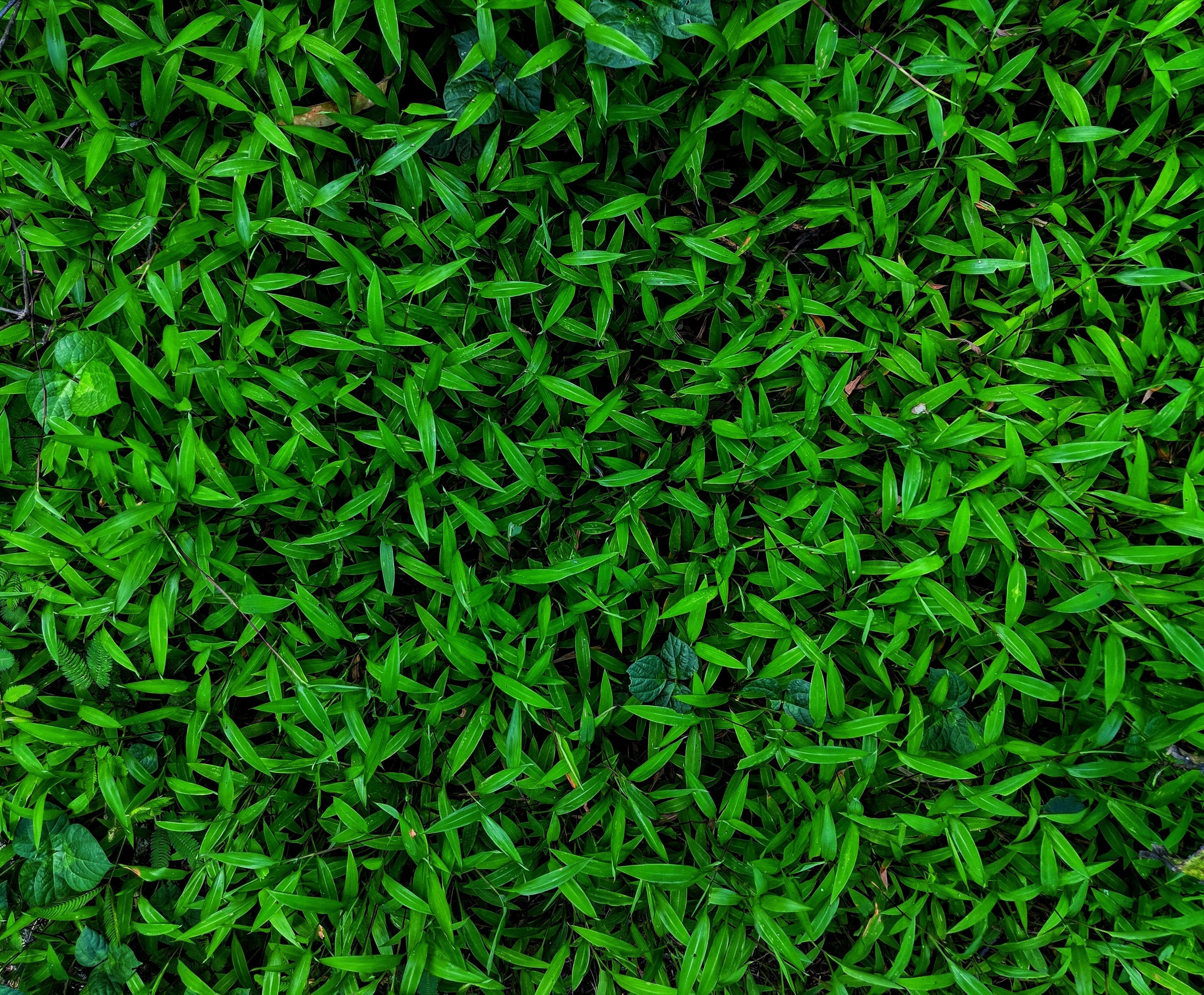 Why Do Babies Avoid Grass - This is Why! - Infant Empire Why Do Babies Avoid Grass - This is Why! - Infant Empire